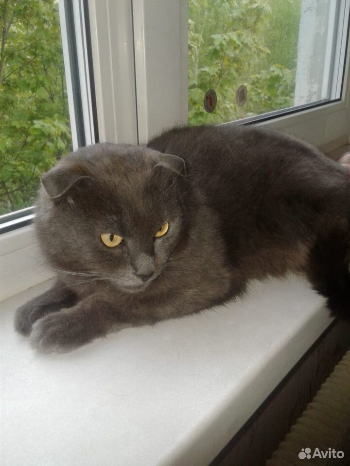 Кот Риччи