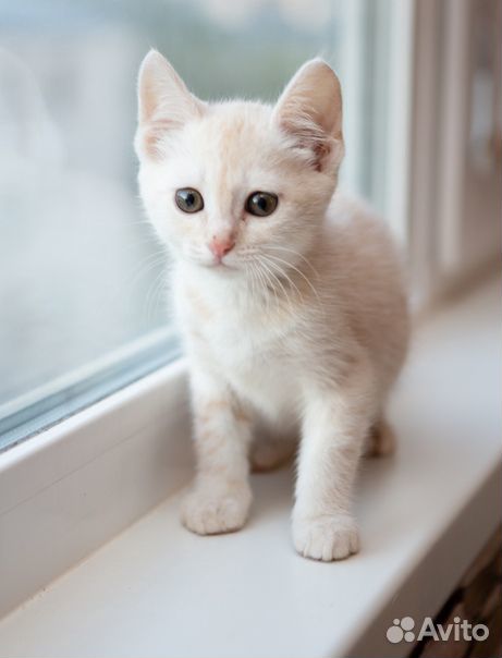 Котенок мальчик Сэм