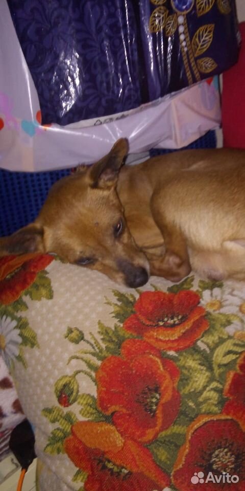 Тойчик в добрые руки