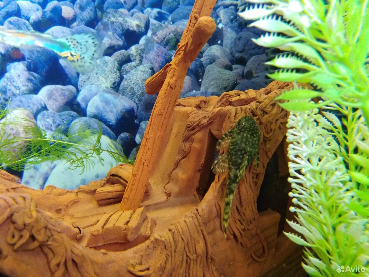 Рыбки в аквариум