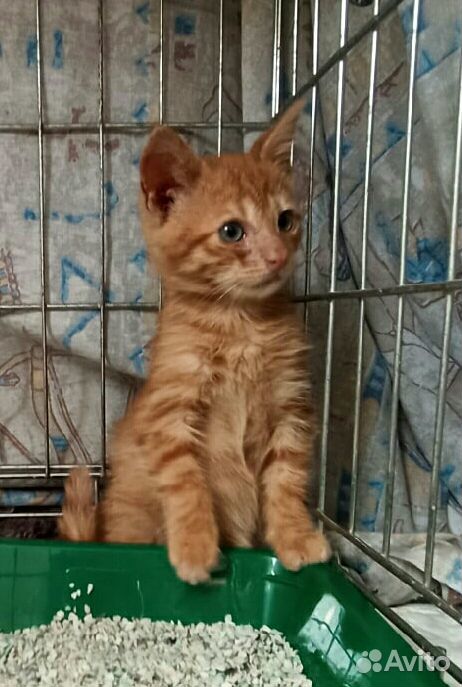 Шикарный рыжик