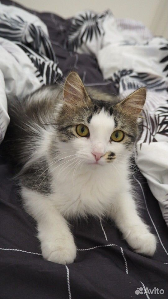 Котёнок Кастрированный