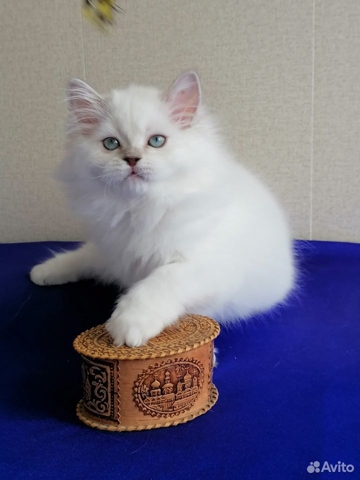 Голубоглазое облако