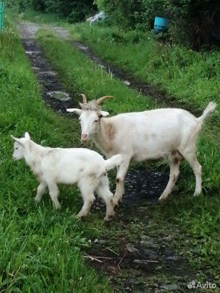 Коза и козленок