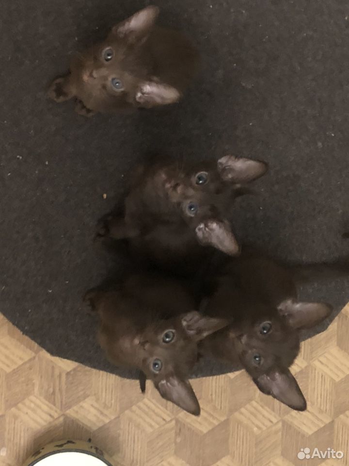 Ориентальные котятки