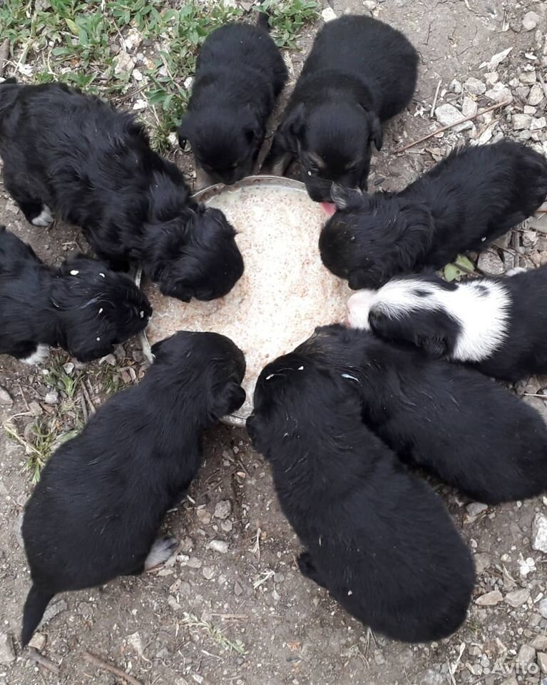 Отдам в хорошие руки щенков