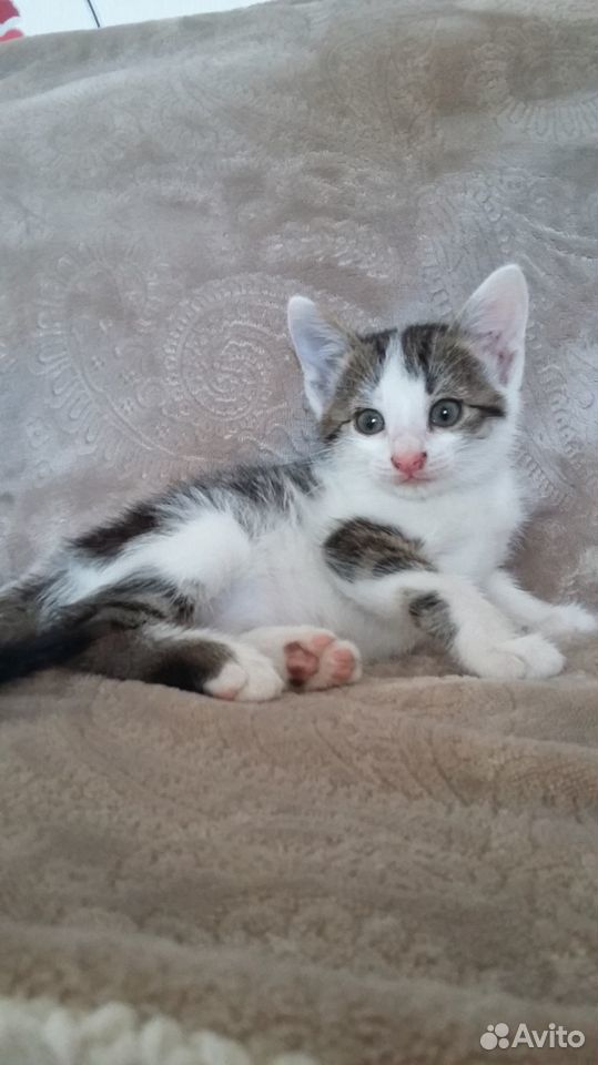 Меленький котенок ищет друзей