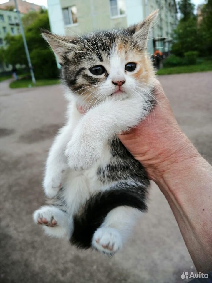 Трехцветочка на счастье) 1,2 месяца