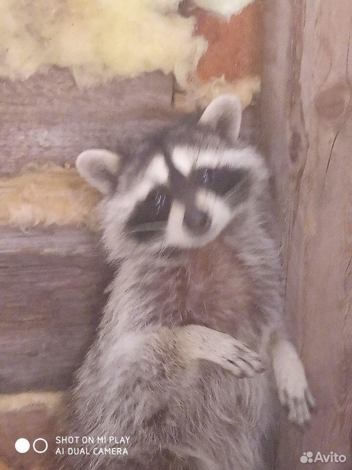 Енот один годик