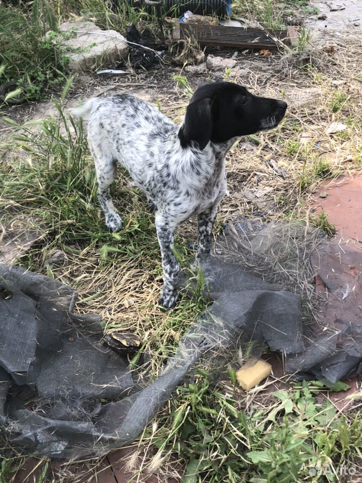 Щенок Курцхаар