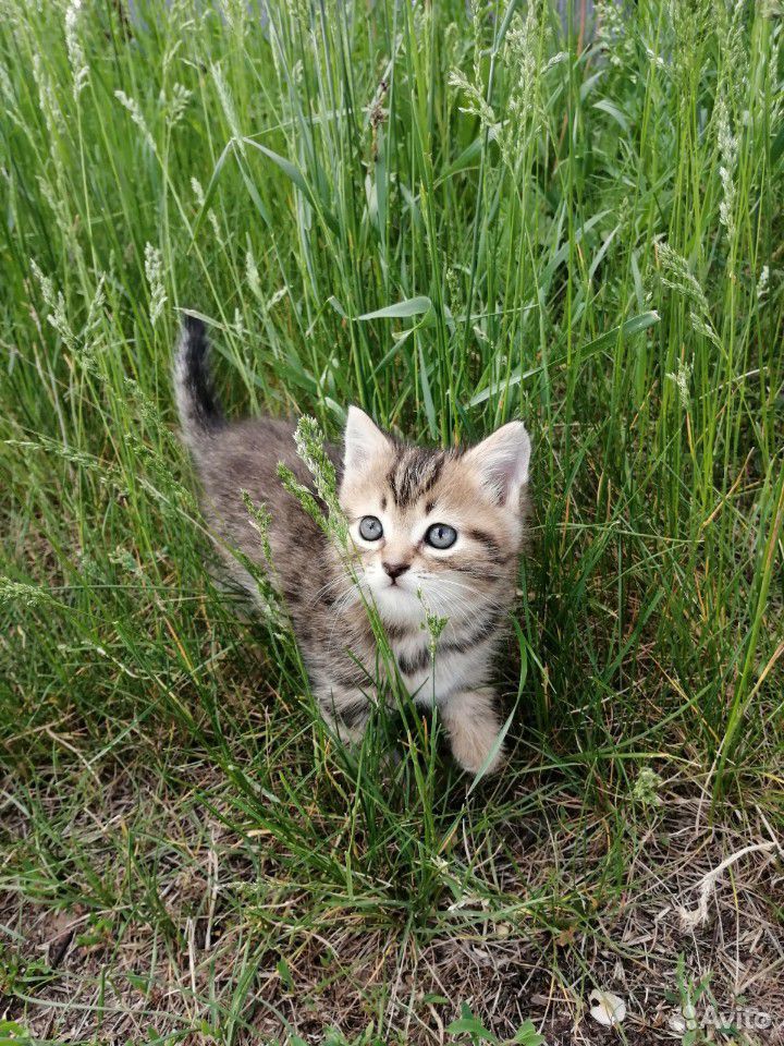 Кошка