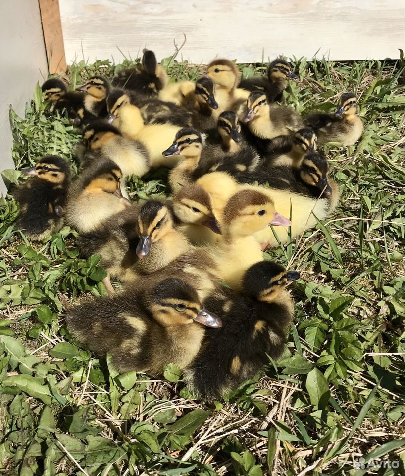 Утята Мускусной Утки