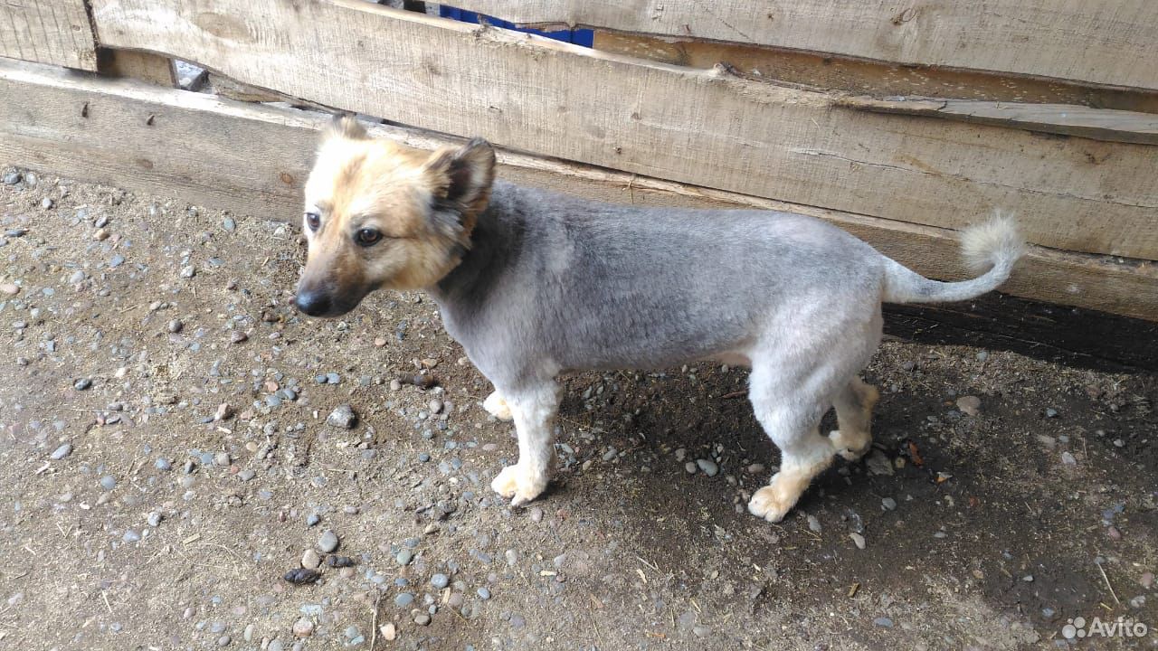 Замечательная девчонка Шурочка