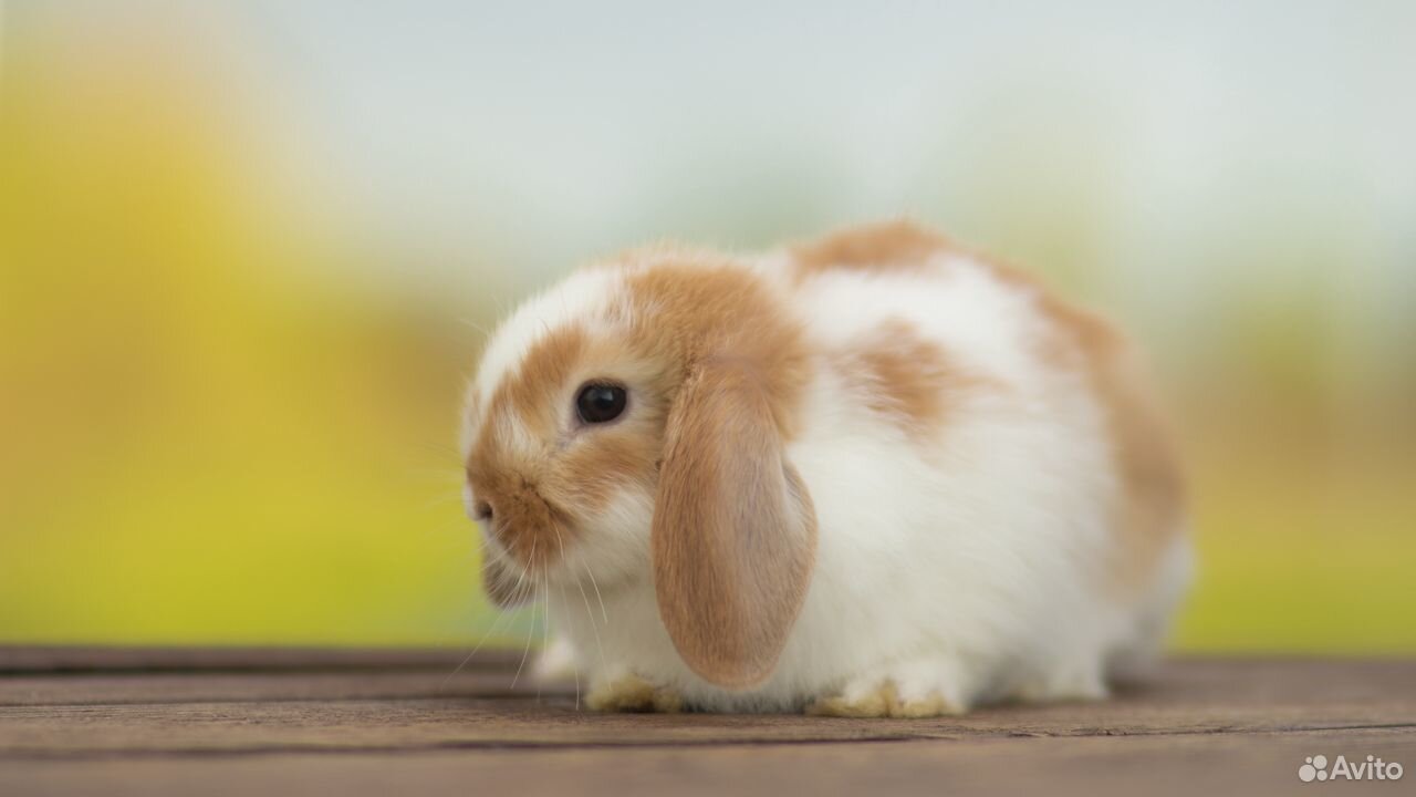 Вислоухий Зайчик - декоративный кролик карликовый