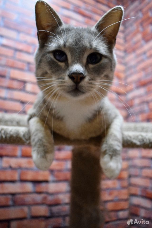 Котик Ватсон 1 год ищет дом