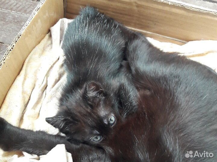 Котёнок
