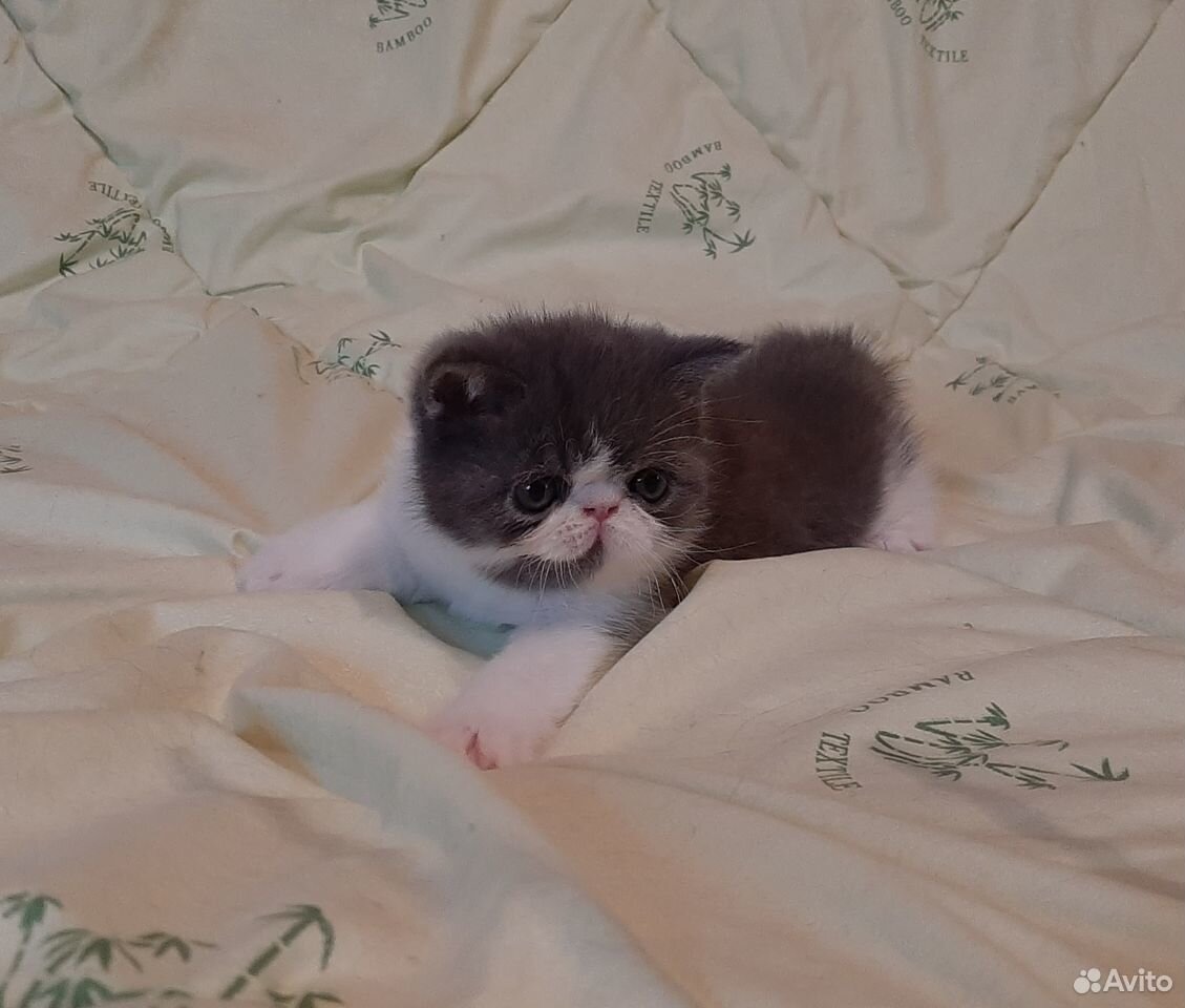 Экзотический малышок