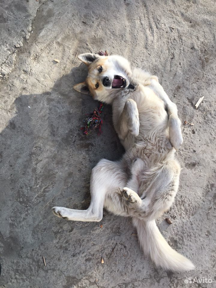 Кабель лайки ищет дом