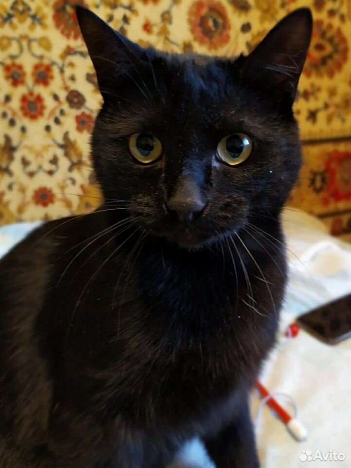 Котик