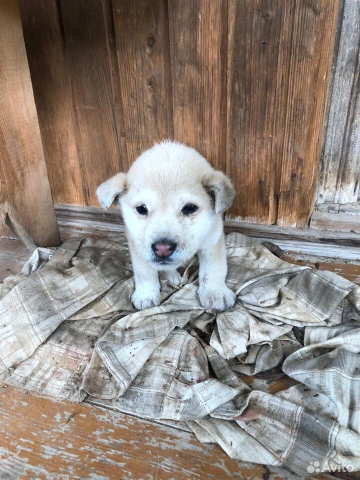 Щенок