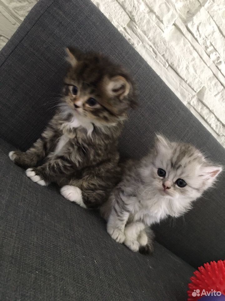 Котики шотландские прямоухие