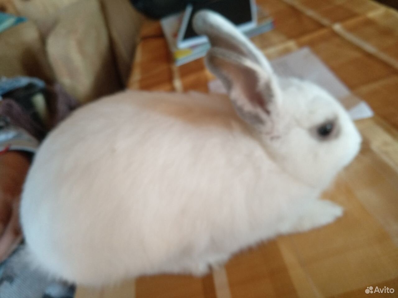 Кролик декоративный
