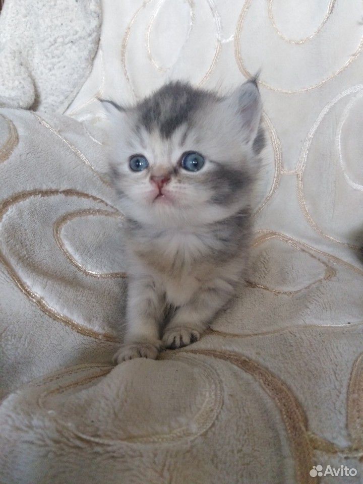 Замечательные котята