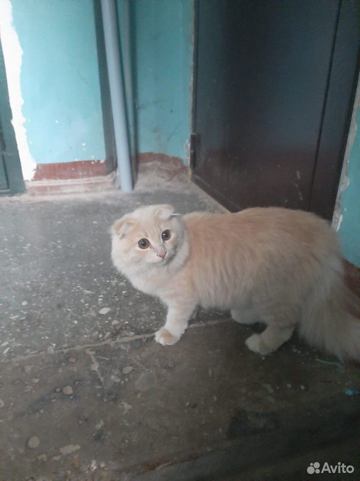 Кошка в добрые руки Шотландская вислоухая