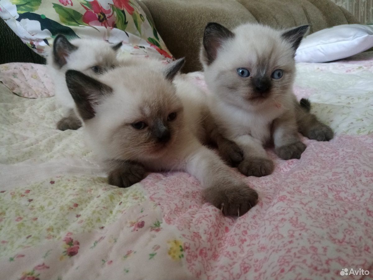 Котята скоттишь страйд