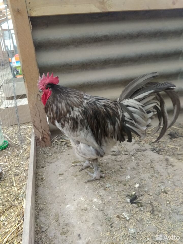 Петух Джерсийский Гигант 2000ру. Цеплята Плимутрок