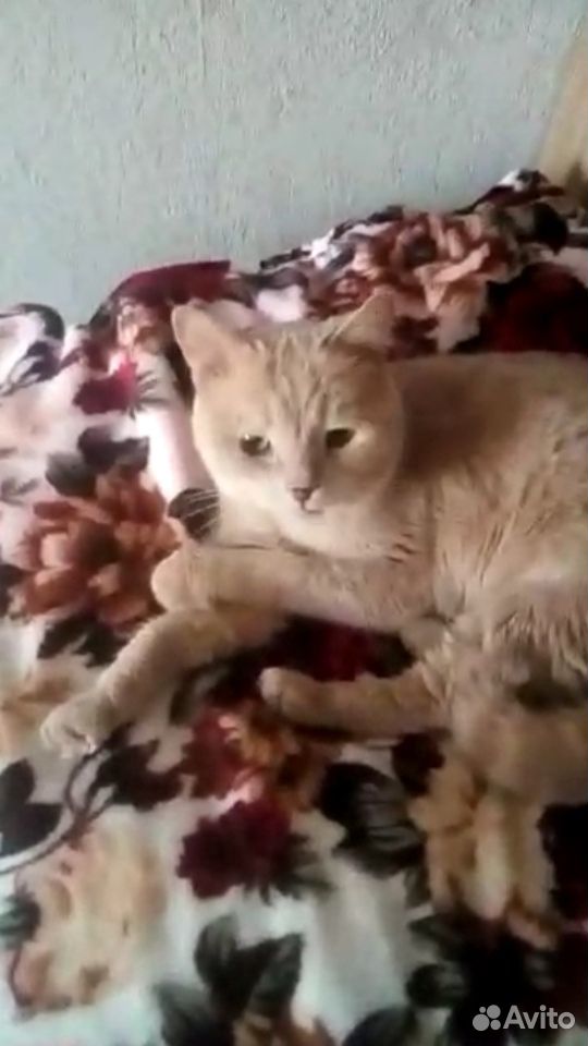 Старый кот Абрикос