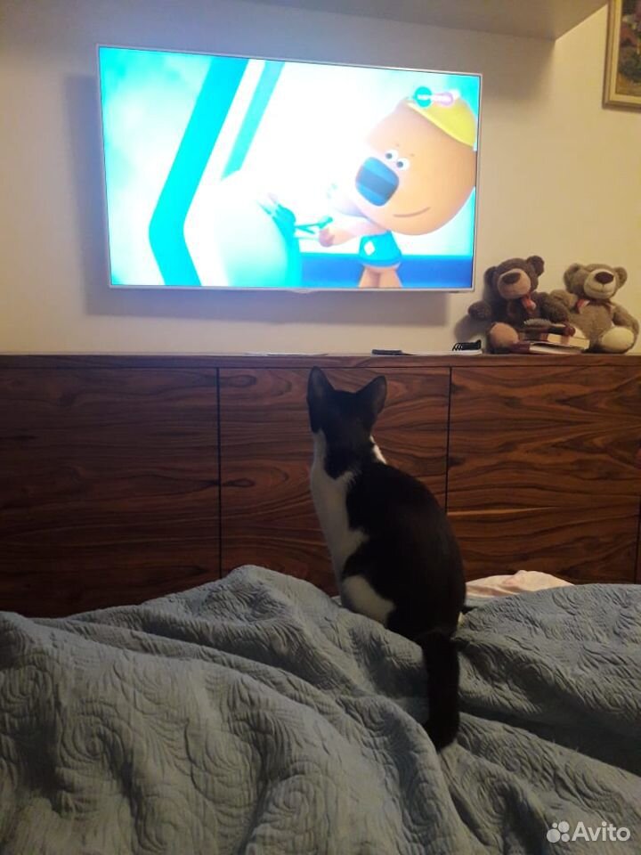 Миссисипи котенок в добрые руки