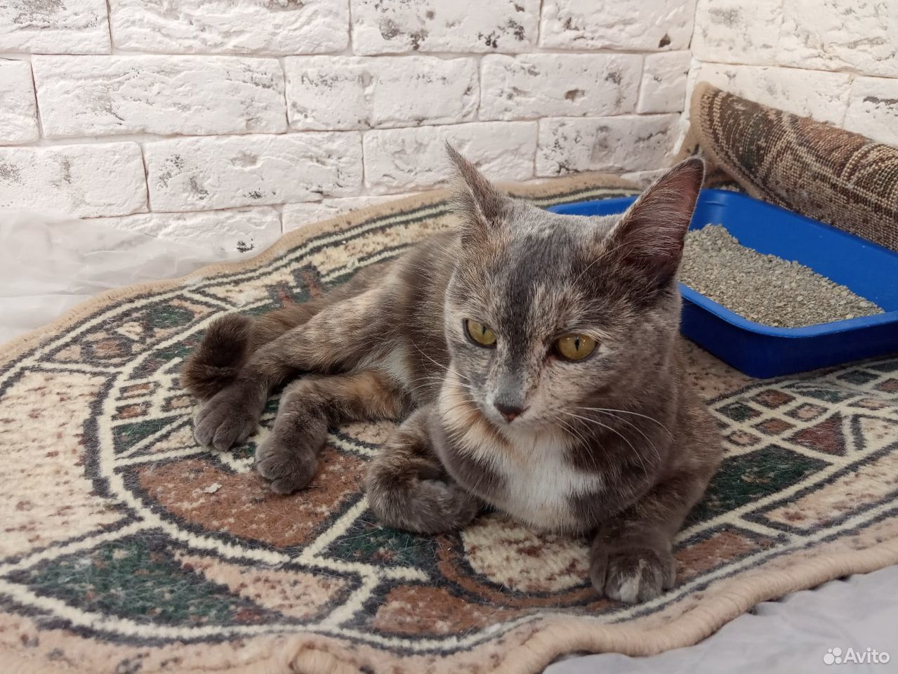 Во многих странах верят в то, что кошка способна о