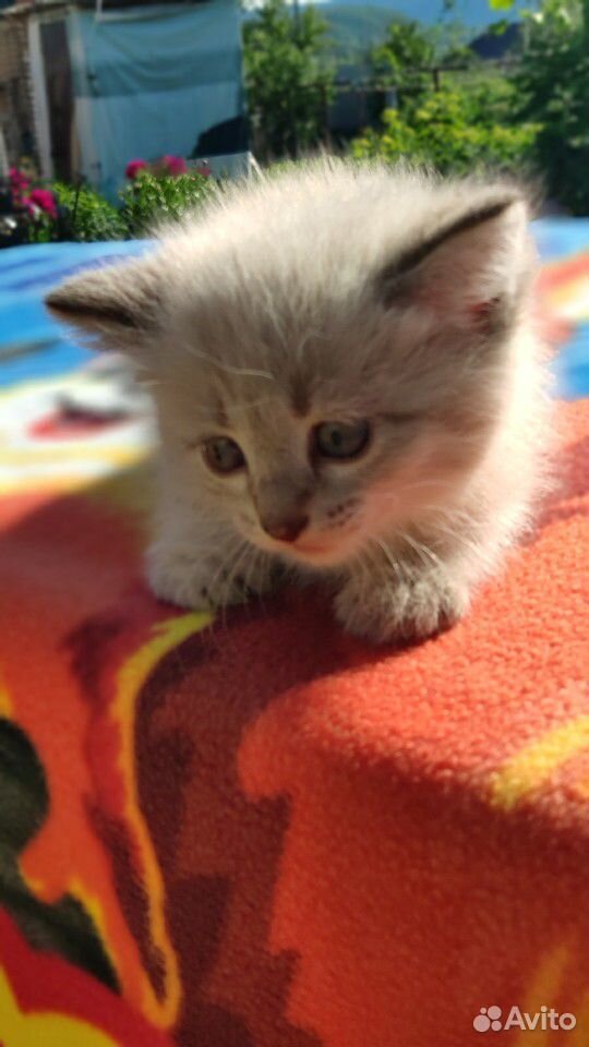 Котенок Невская маскарадная