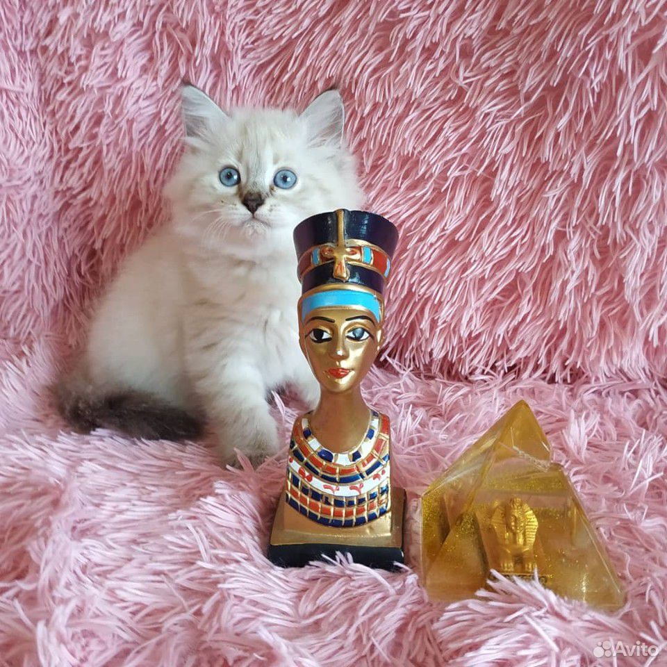 Котята сибирские и невские