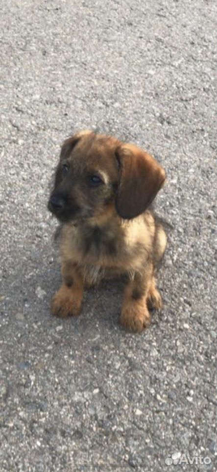 В добрые руки Кобелек