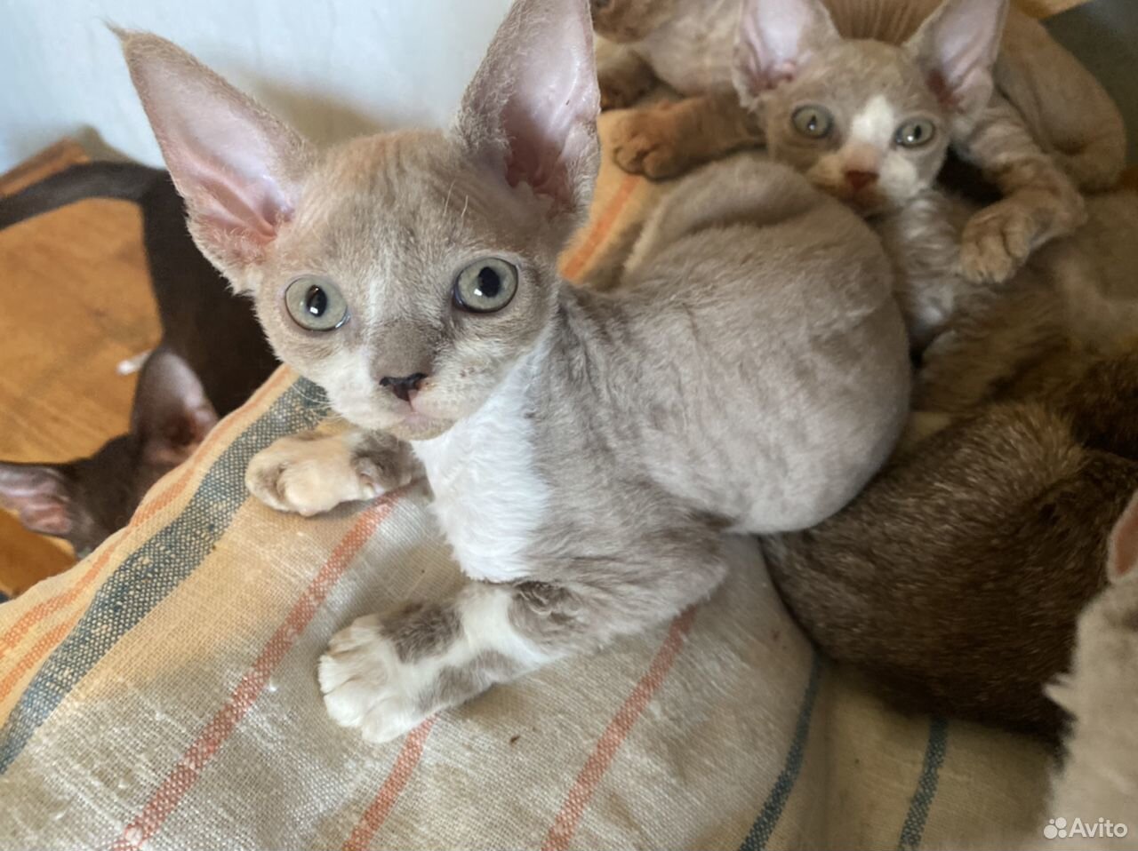 Девон-рекс кошечка Лаванда