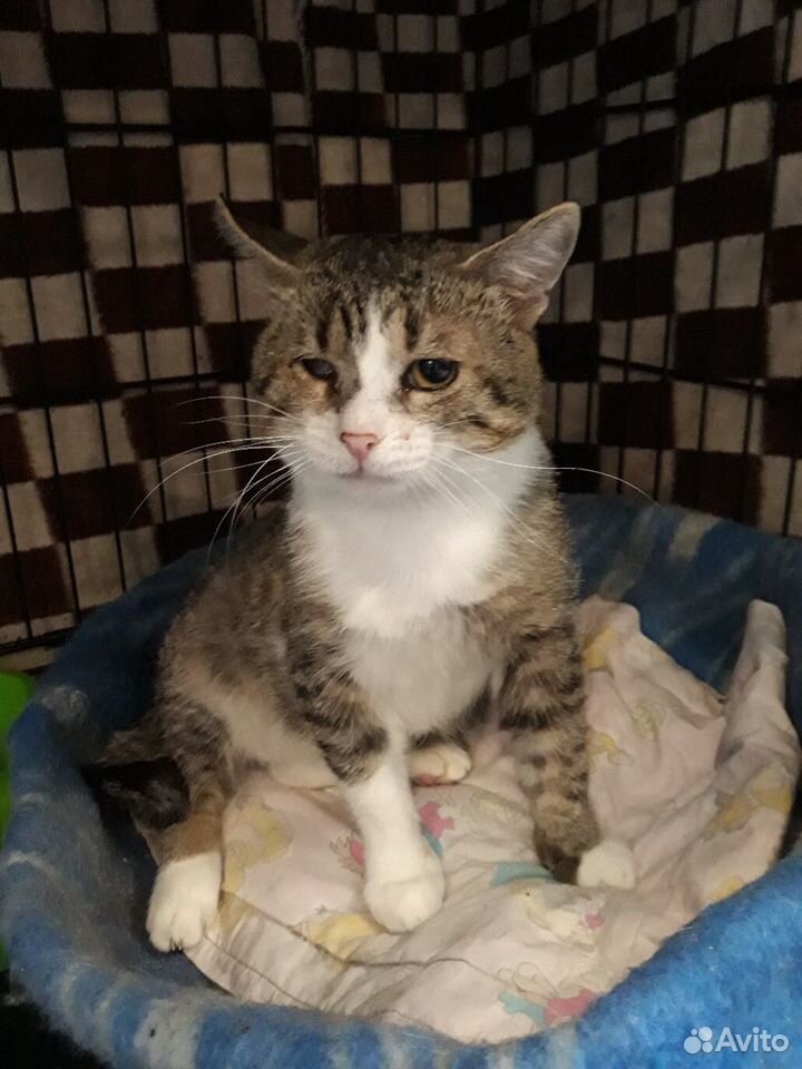 Кот бесплатно