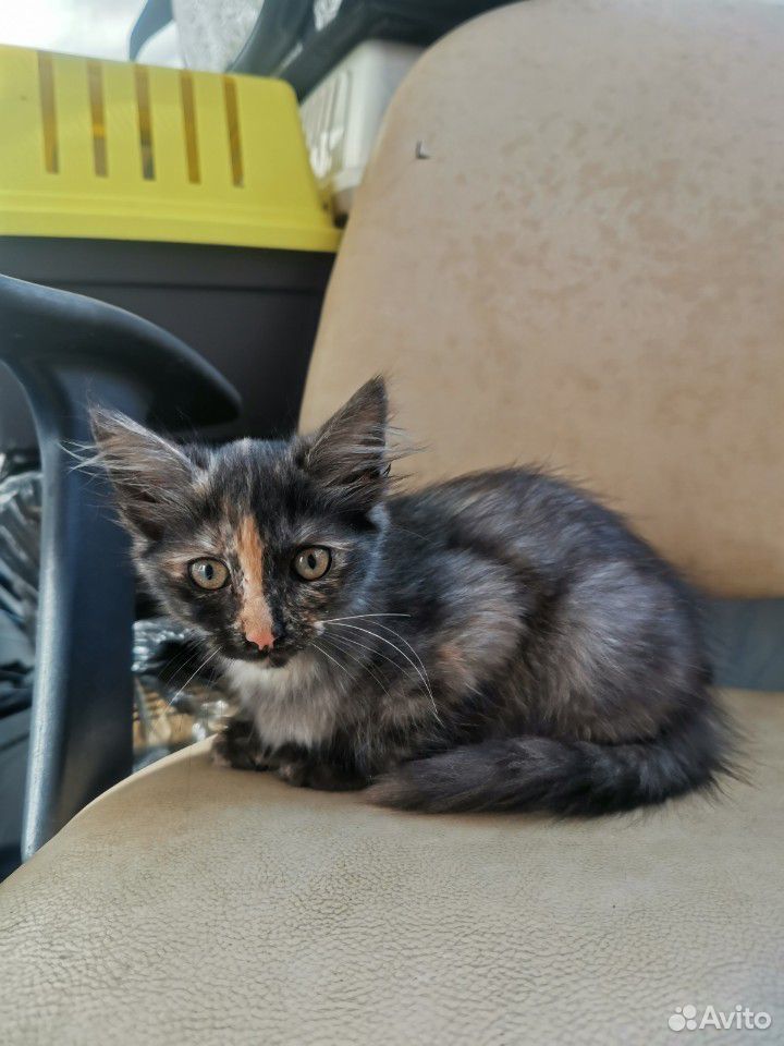 Котёнок Люсия