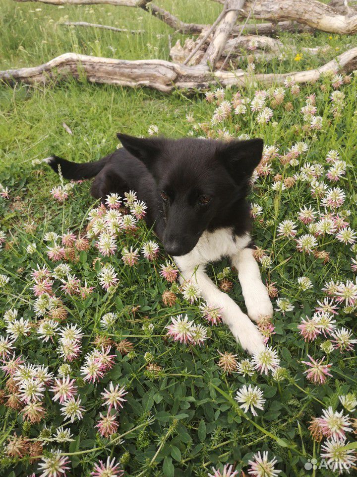 Отдам щеков