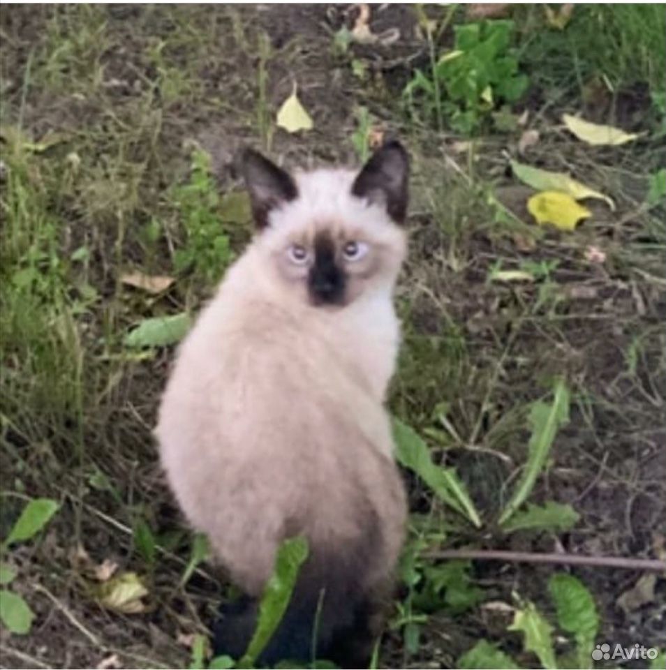 Котята тайские