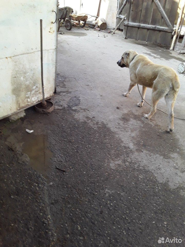 Продою сабаку Азиата 10 месяцев