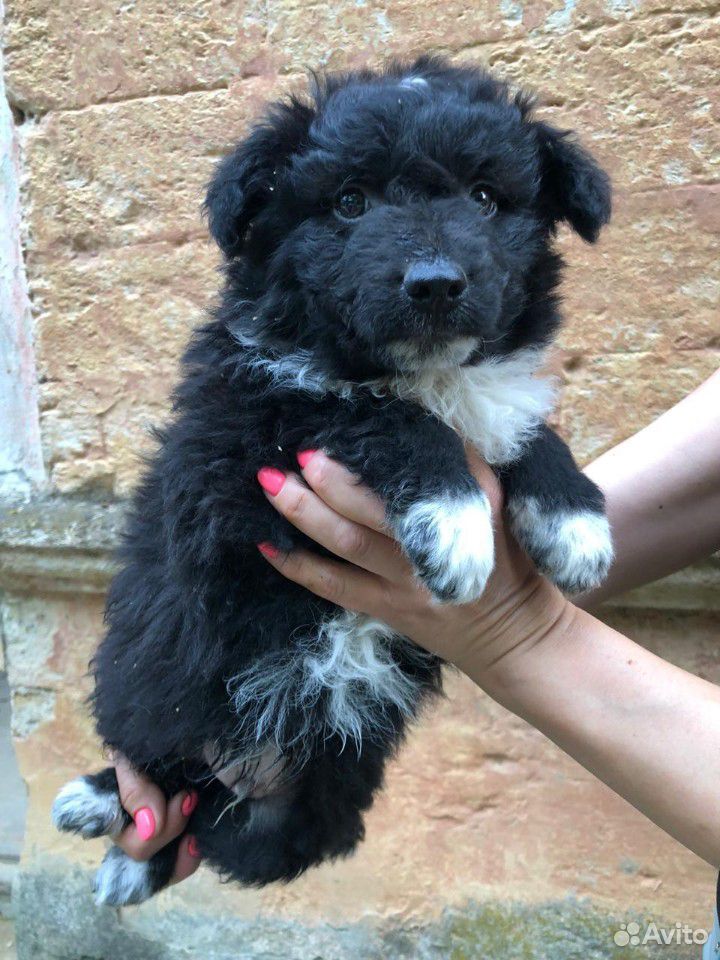 Милые щенки