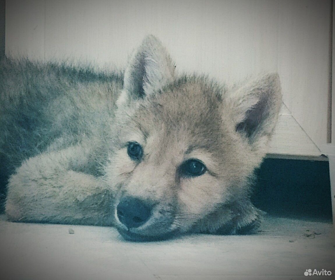 Арктический волчонок)