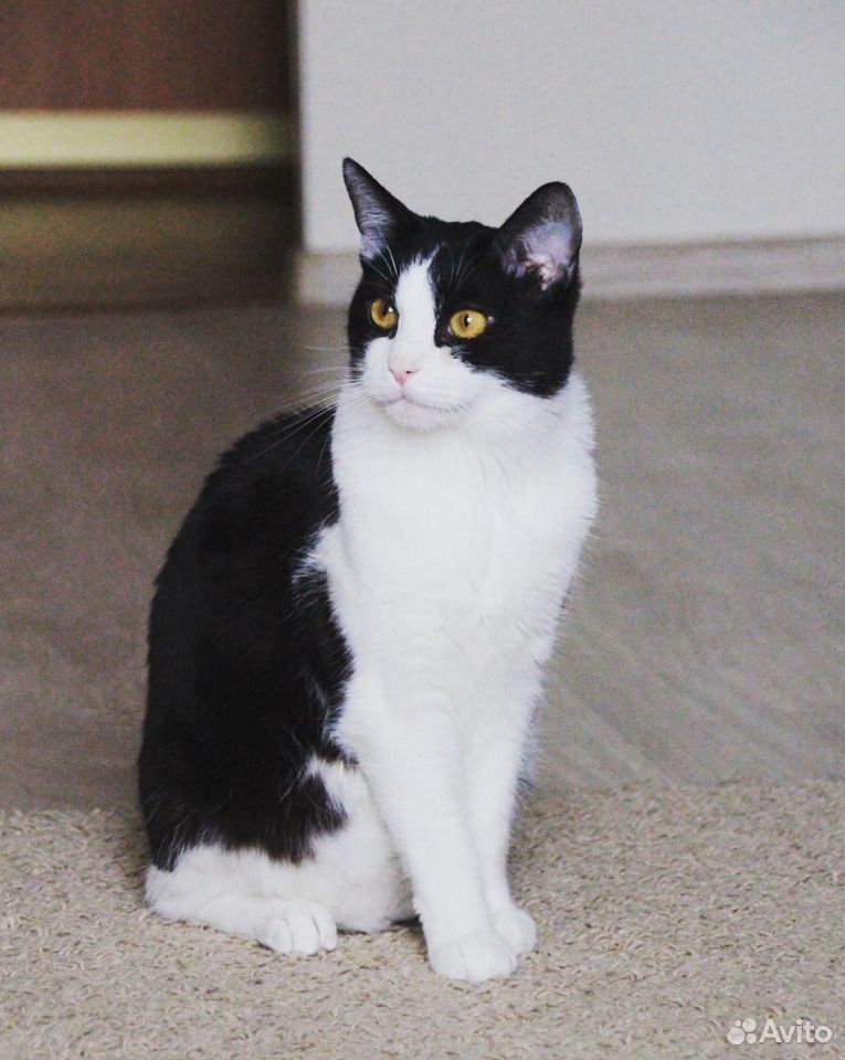 Котёнок Твикс