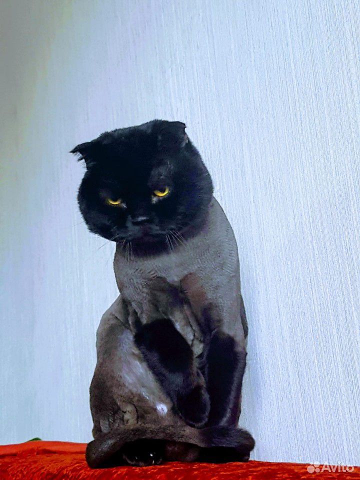 Шотландский Котик