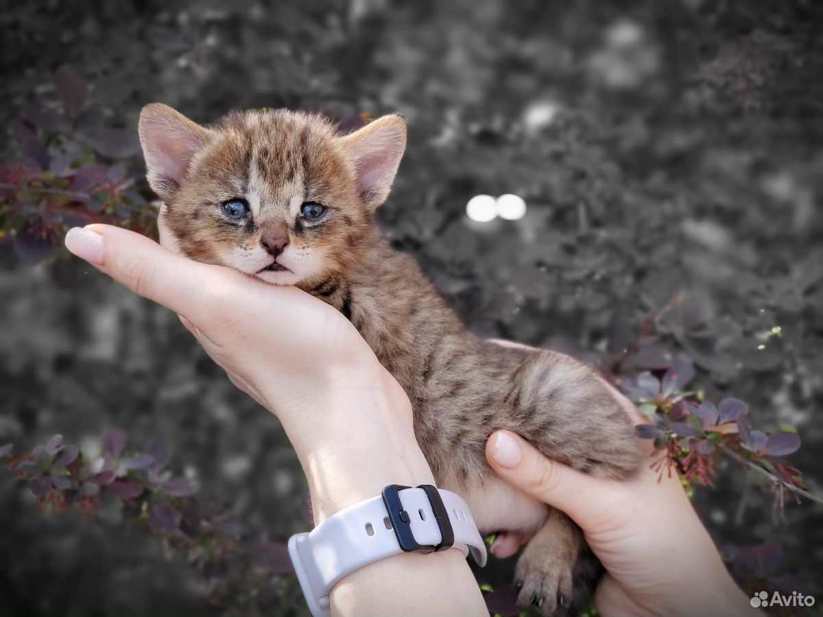 Мини тигрёнок