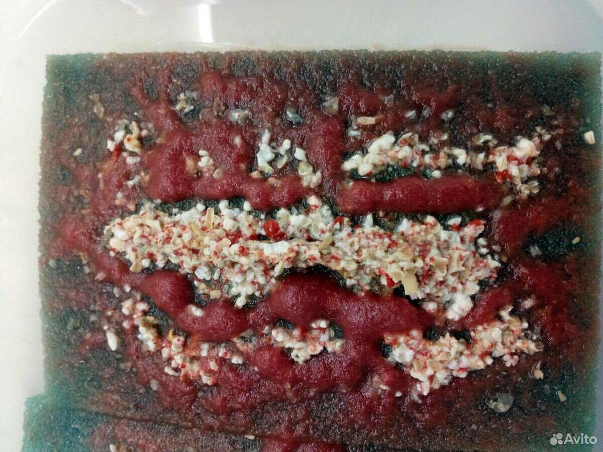 Культура нематода, аулофорус