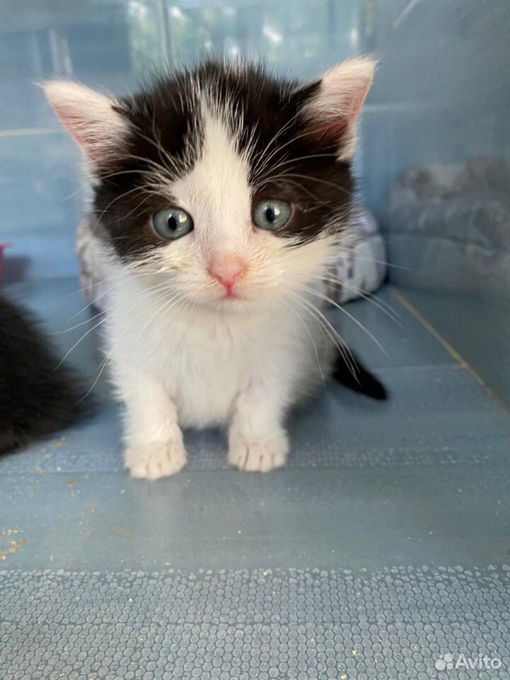 Котенок девочка