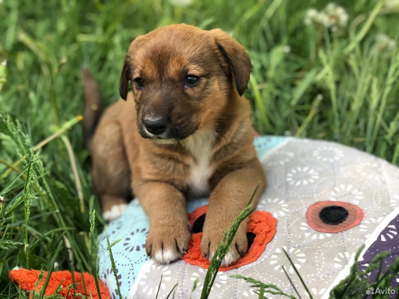 Щенок ответственным хозяевам